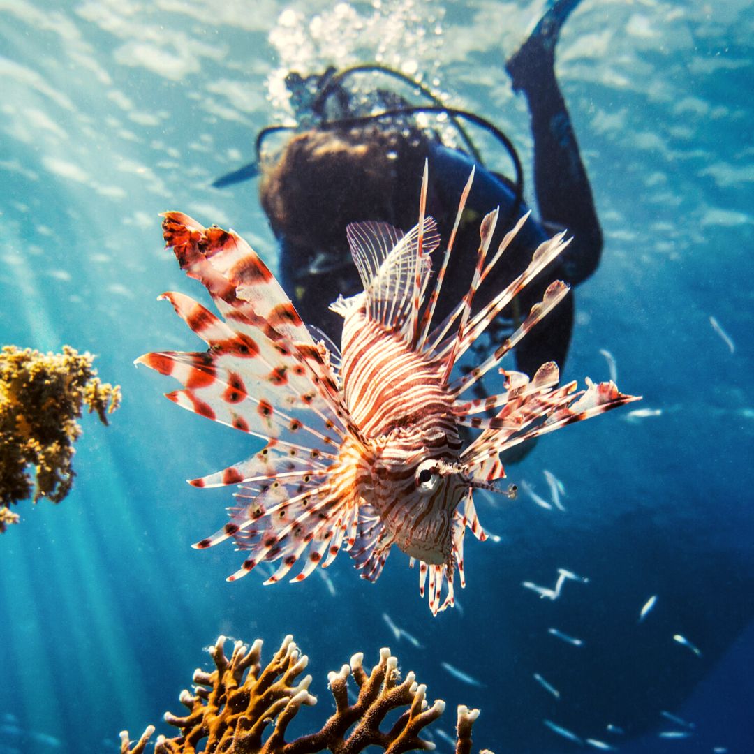 Scuba Diving Mani Peninsula - Dive Code - Everything Mani