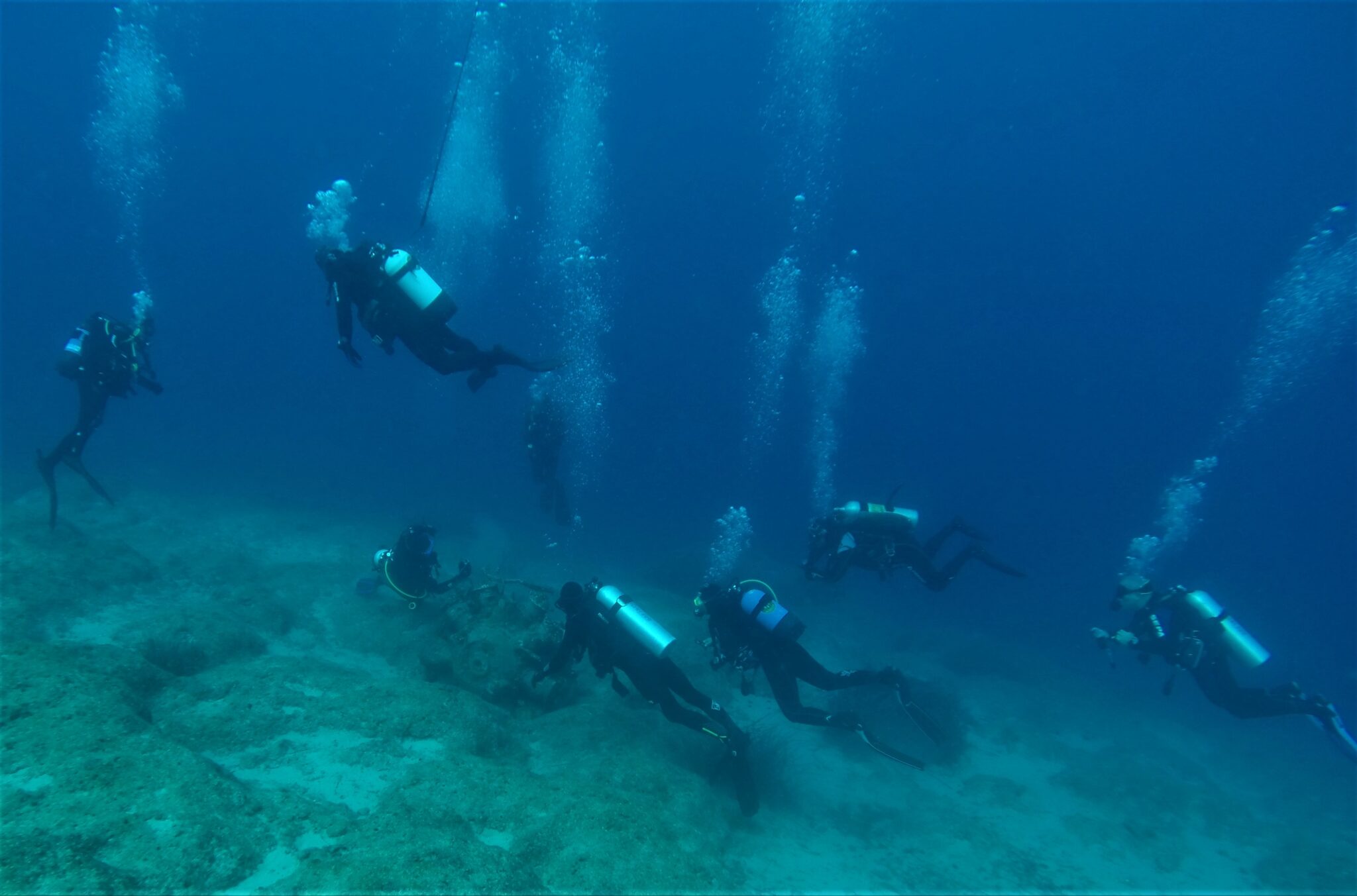 Marine Life in Mani: A Guide to the Peninsula's Aquatic Biodiversity ...