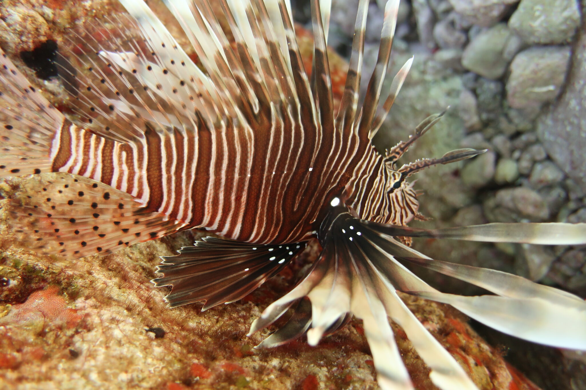 Marine Life in Mani: A Guide to the Peninsula's Aquatic Biodiversity ...