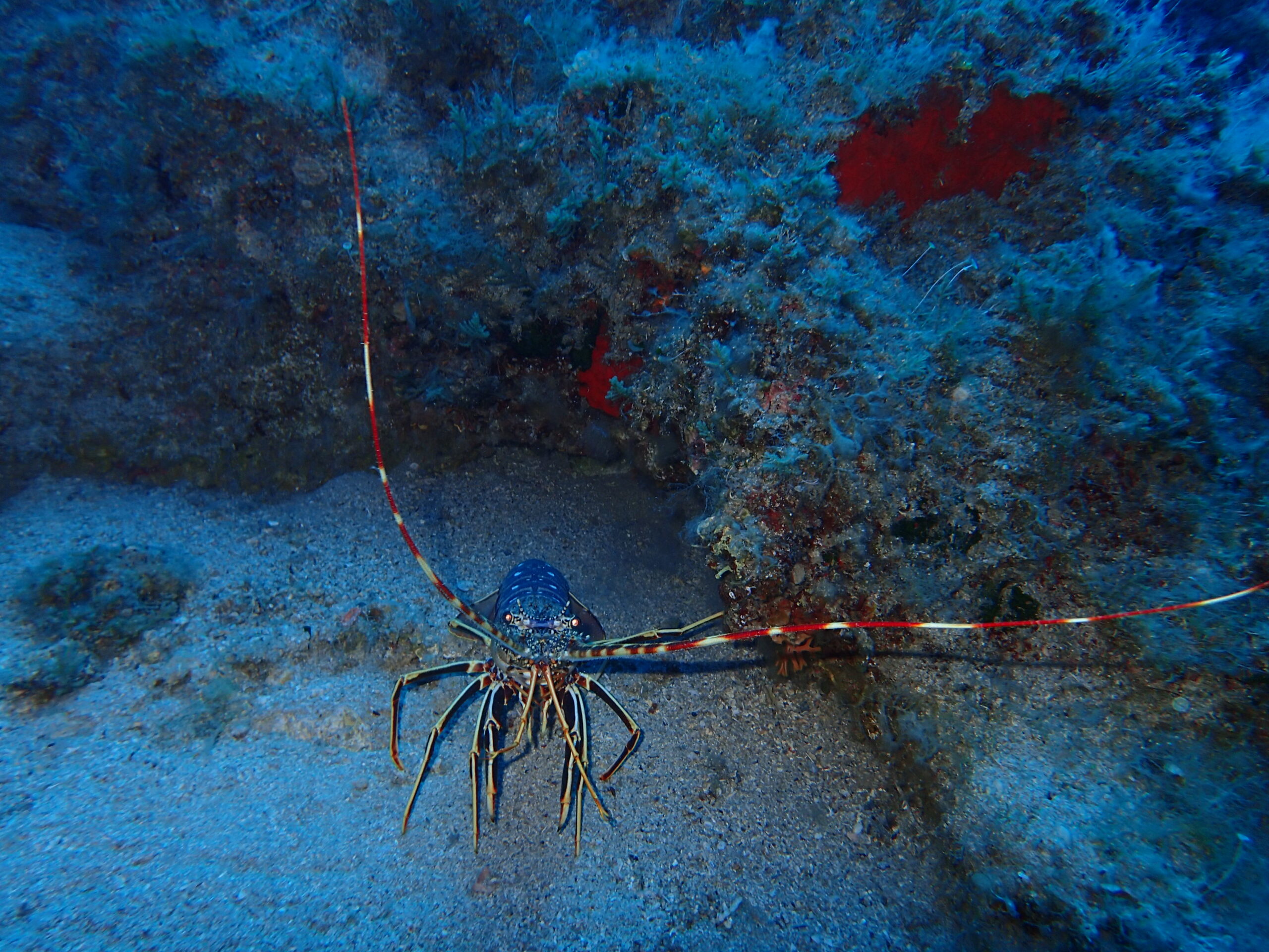 Marine Life in Mani: A Guide to the Peninsula's Aquatic Biodiversity ...