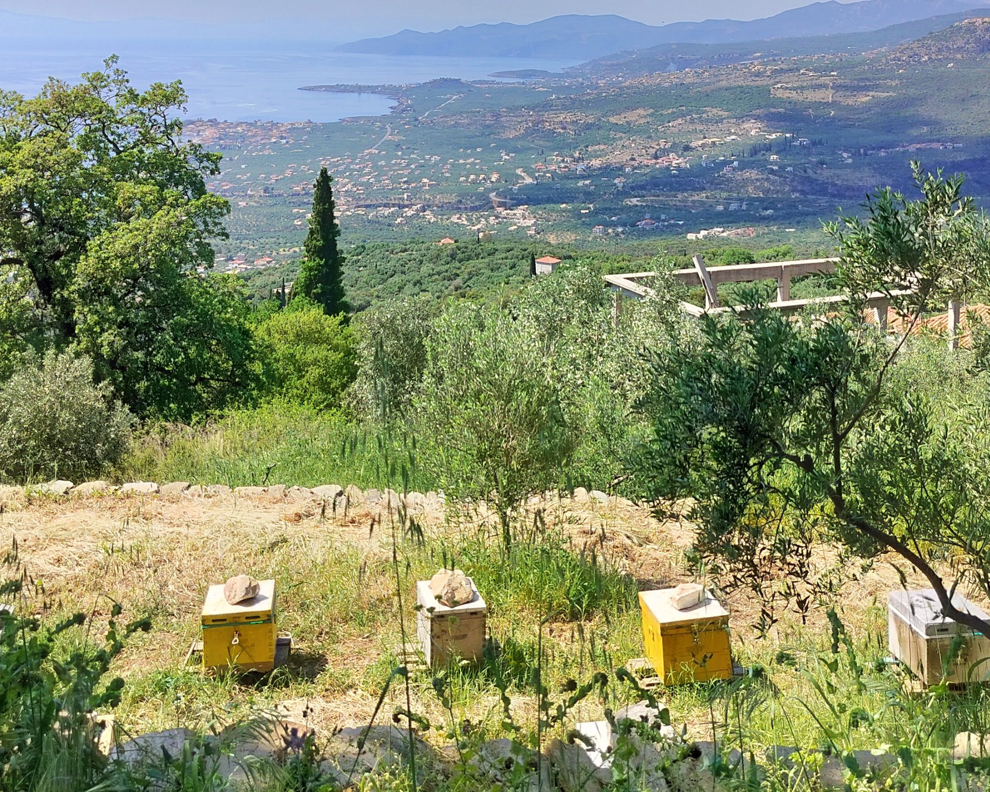 Beekeeping in The Mani Peninsula - Everything Mani - Mani Greece ...